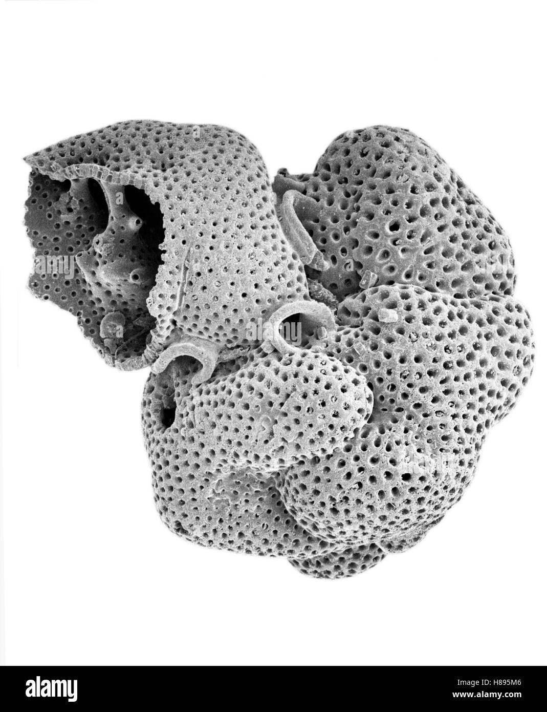 Foraminiferan (Globigerina sp) SEM close-up view at 21x magnification ...
