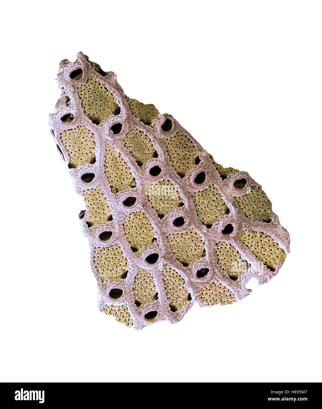 Electron microscope view of bryozoan colony fragment isolated from ...