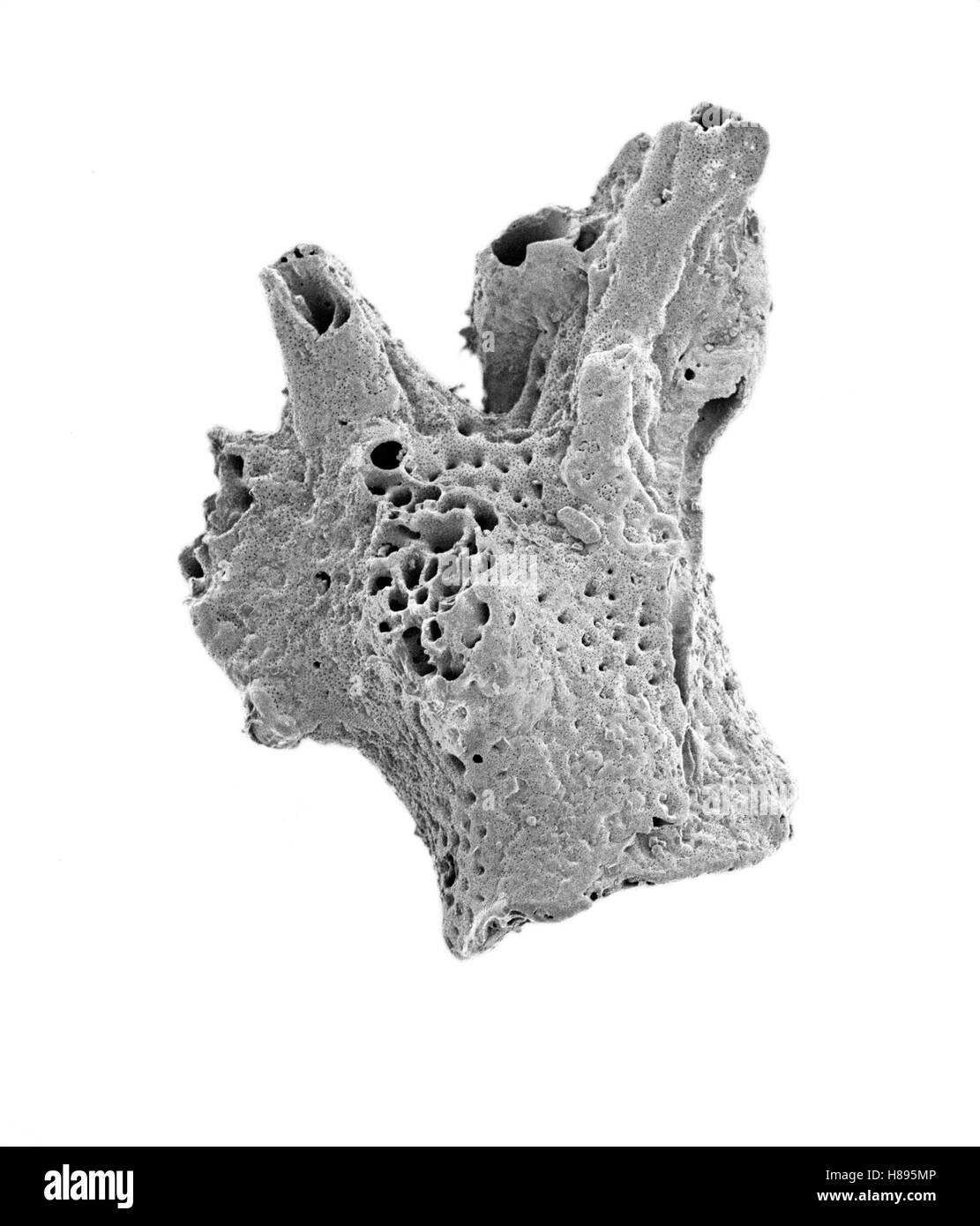 Foraminiferan (Miniacina sp) SEM close-up view at 42x magnification ...