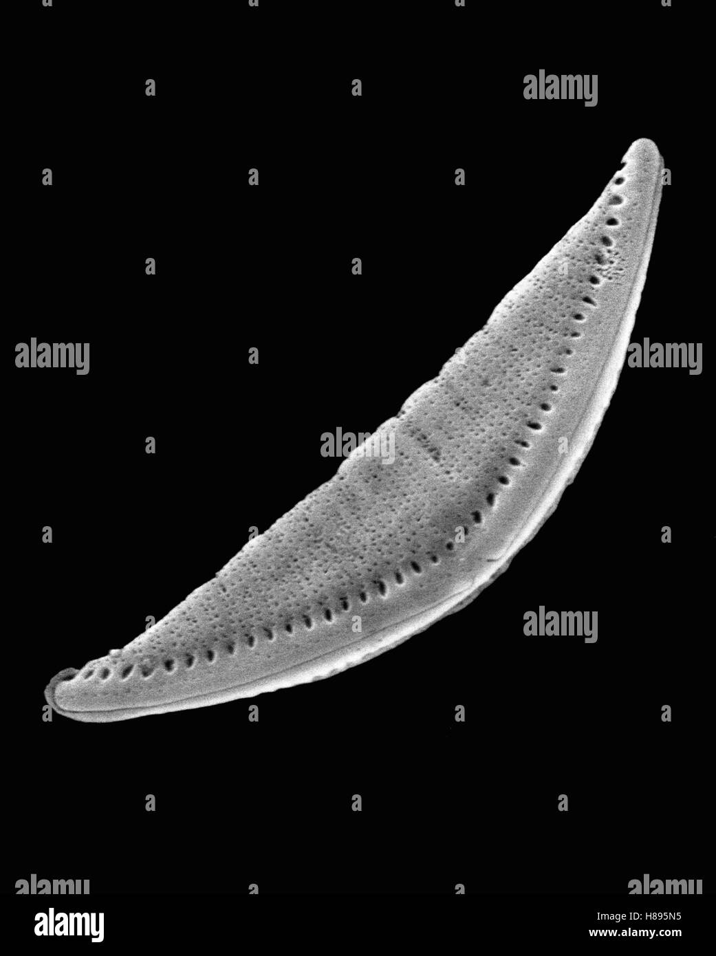 Old amphora Black and White Stock Photos & Images - Alamy