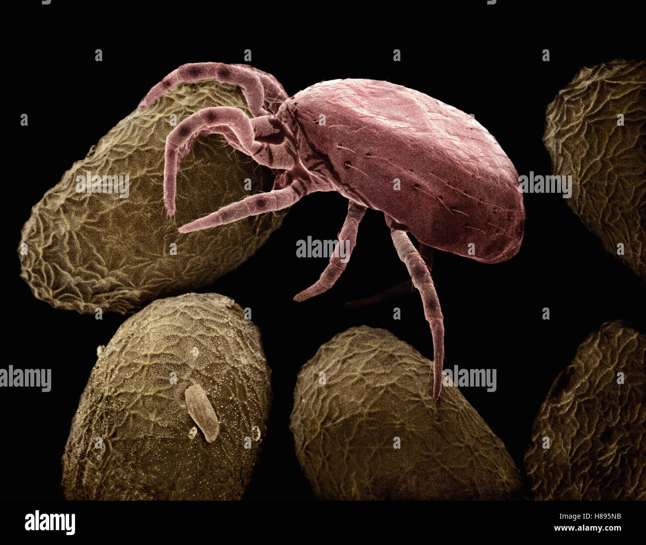 Mite (Blattisocius tarsalis) SEM close-up view of individual predating ...