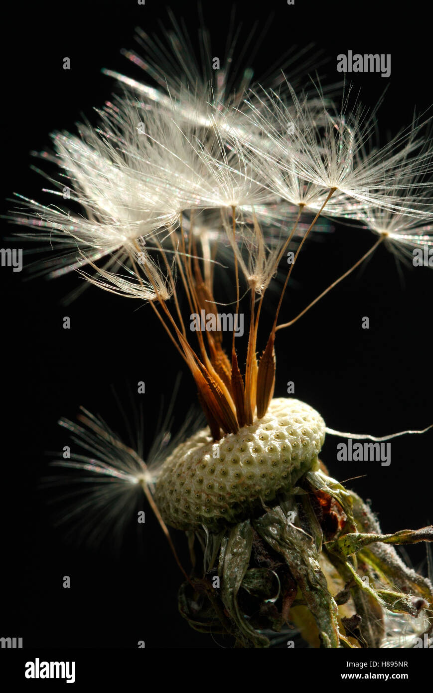 Dandelion (Taraxacum officinale) flower head with achenes Stock Photo ...