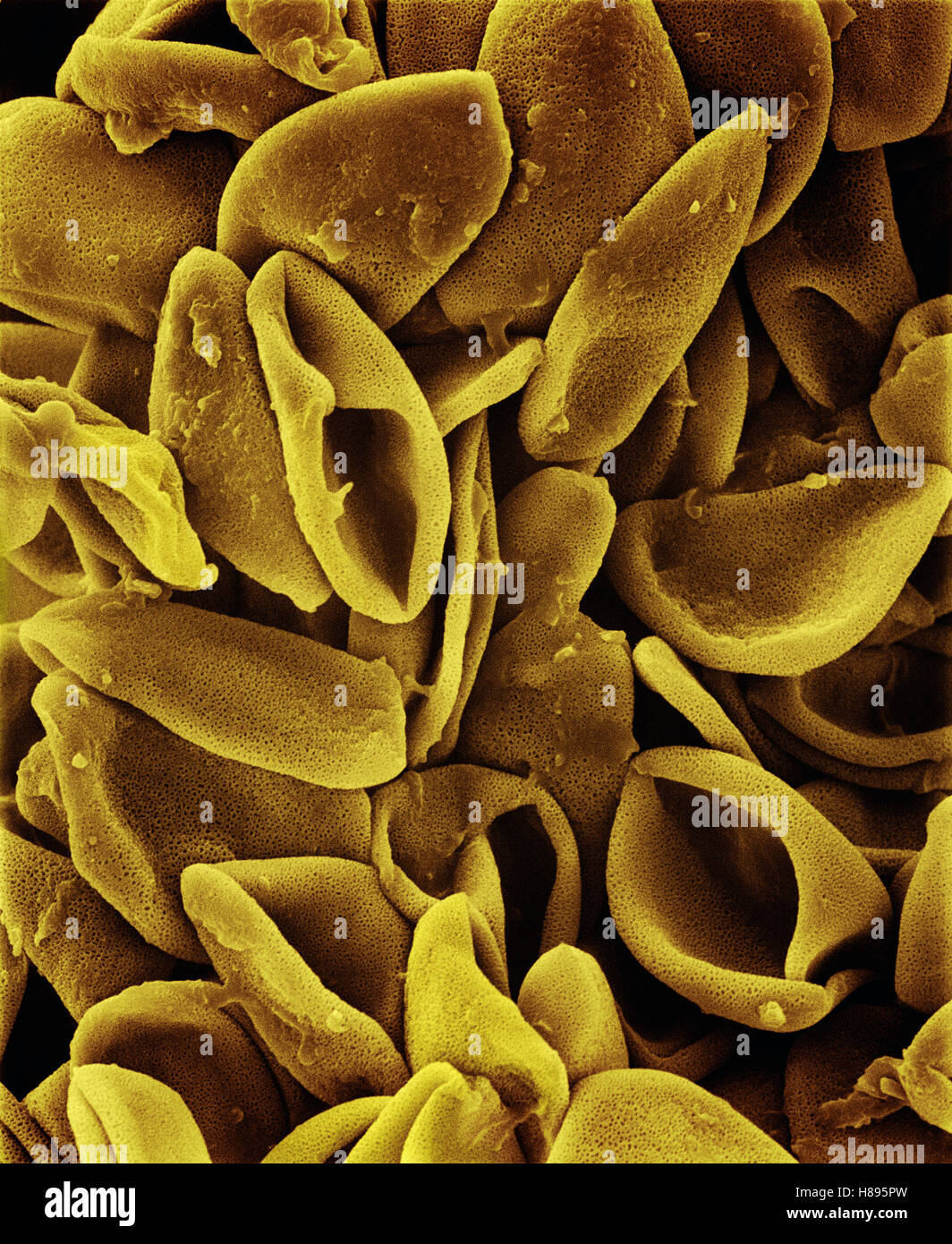 Daffodil (Narcissus sp) SEM close-up view of pollen on anther at 700x ...