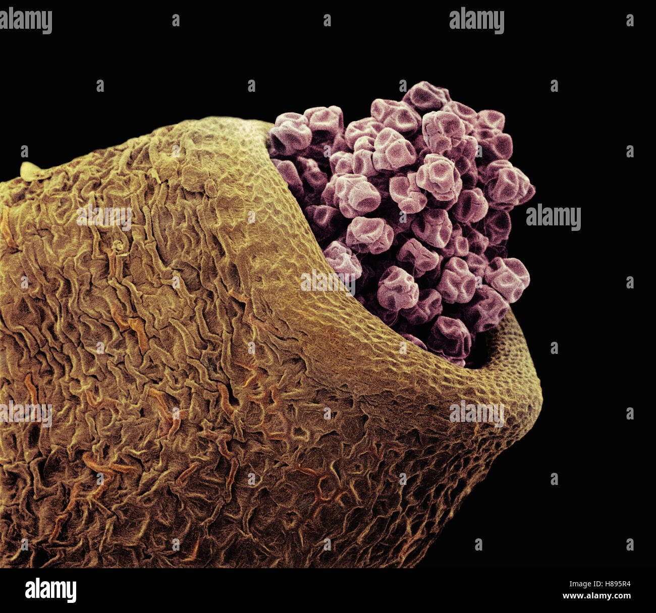 Willow (Salix sp) SEM close-up view of anther with pollen at 112x ...