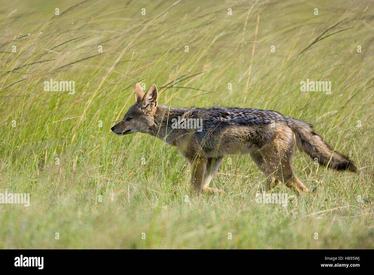 Black-backed Jackal (Canis mesomelas) hunting in grassland, Masai Mara ...