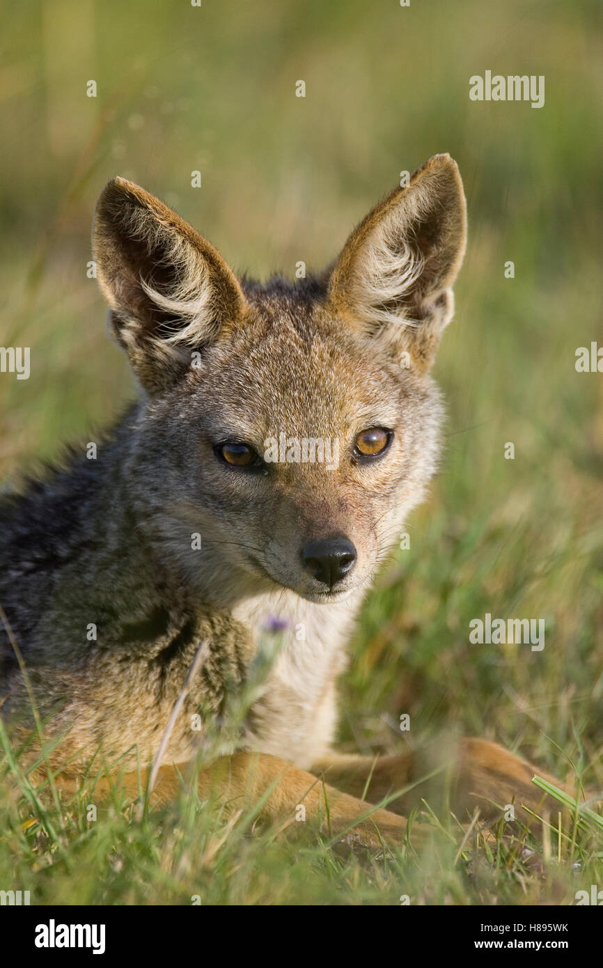 Black-backed Jackal (Canis mesomelas) portrait, Masai Mara, Kenya Stock ...