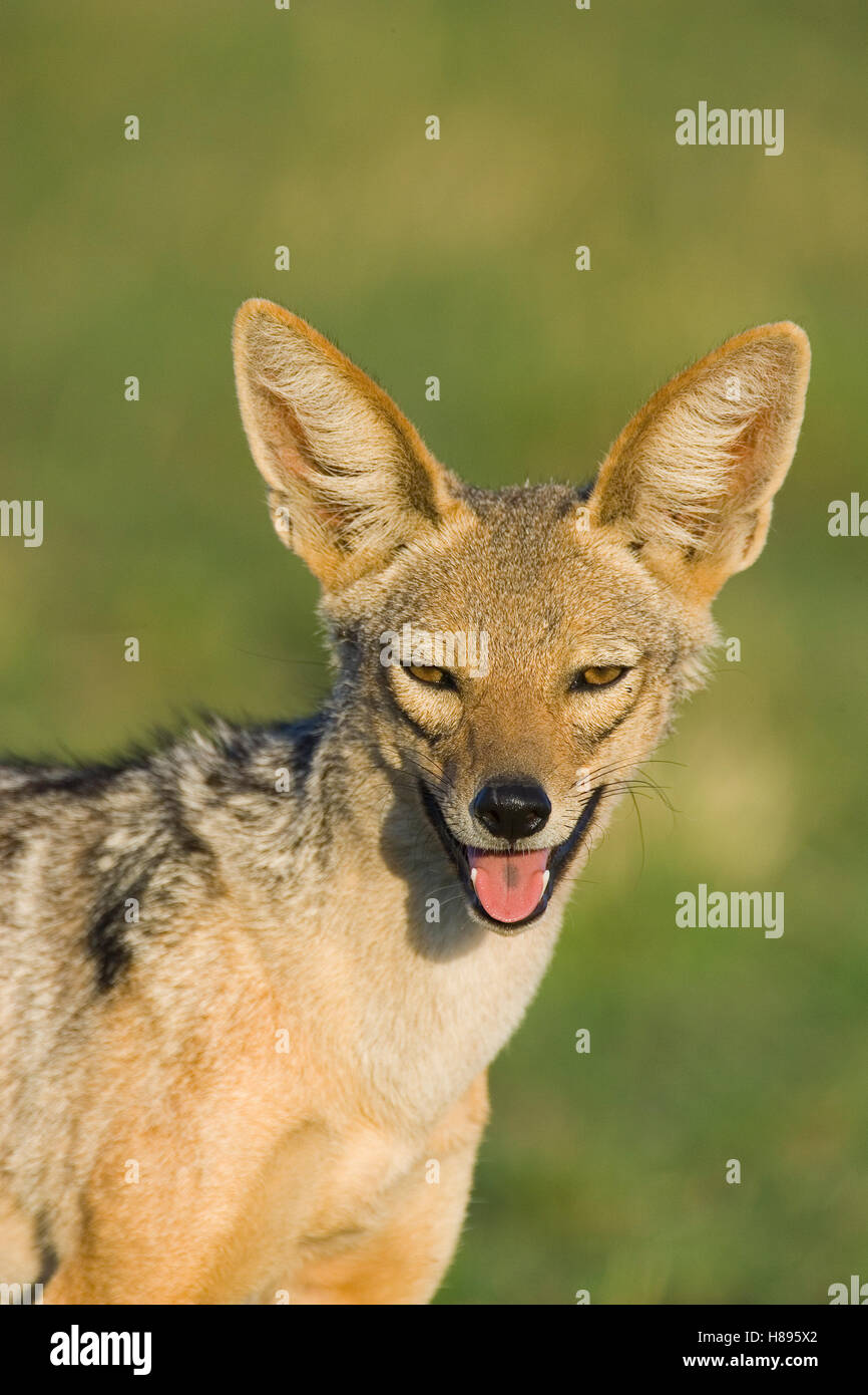 Black-backed Jackal (Canis mesomelas) portrait, Masai Mara, Kenya Stock ...