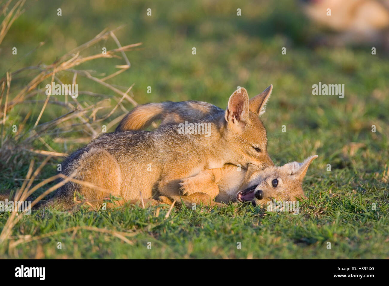 Black-backed Jackal (Canis mesomelas) pups, six weeks old, playing ...