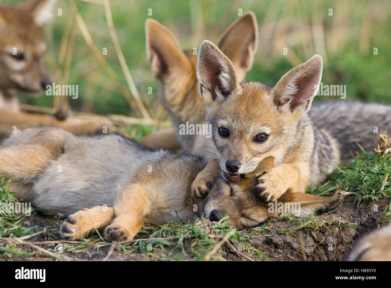 Black-backed Jackal (Canis mesomelas) pups, six weeks old, playing ...