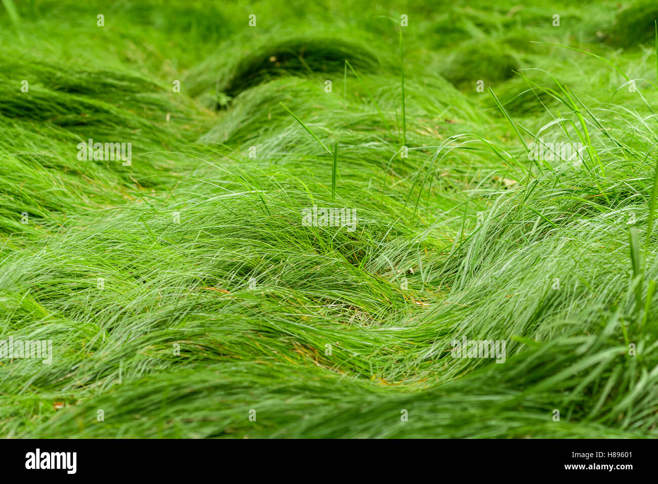 Green grass in forest flattened on ground after heavy rains has made a ...