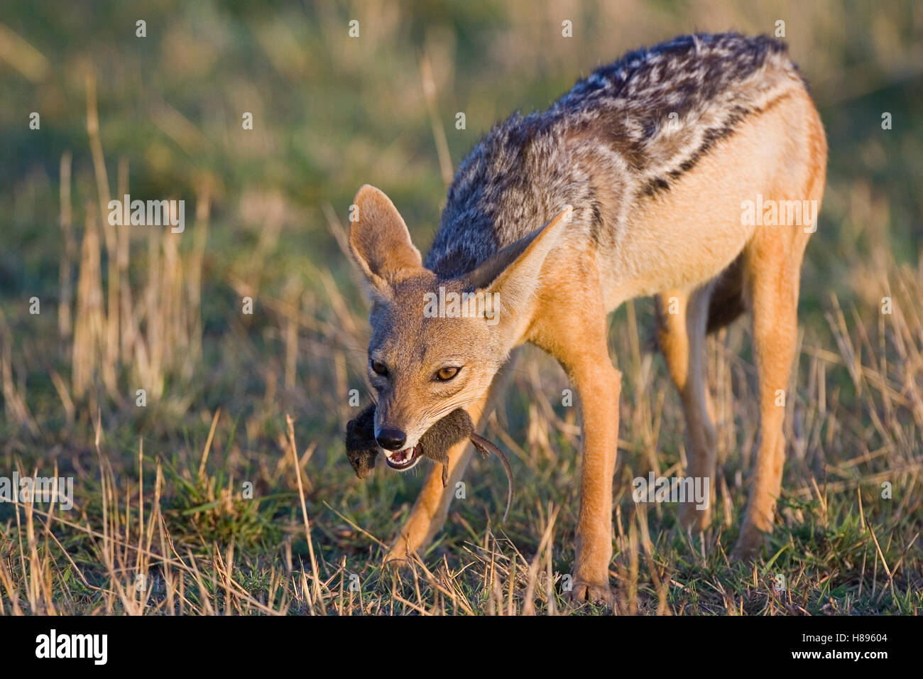 Black-backed Jackal (Canis mesomelas) eating rat, Masai Mara, Kenya ...