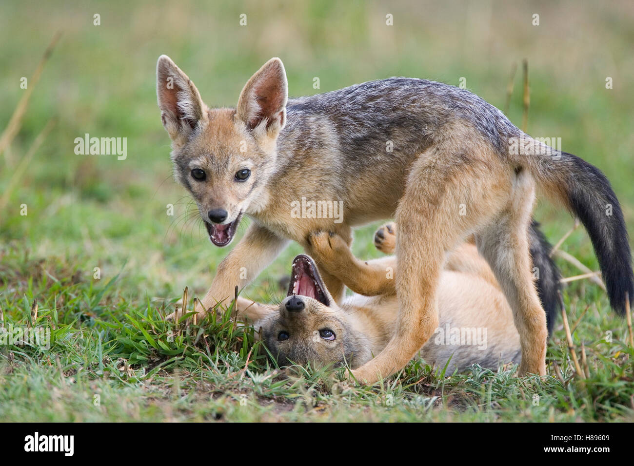 Black-backed Jackal (Canis mesomelas) pups, eight weeks old, playing ...