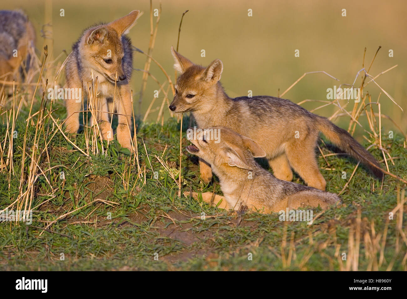 Black-backed Jackal (Canis mesomelas) pups, six weeks old, playing ...