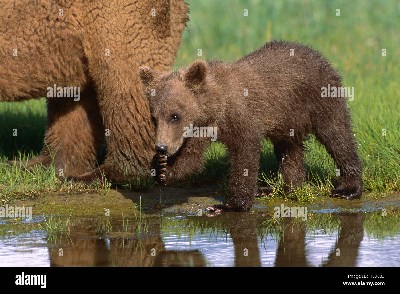Grizzly Bear (Ursus arctos horribilis) cub playing with clam, Katmai ...
