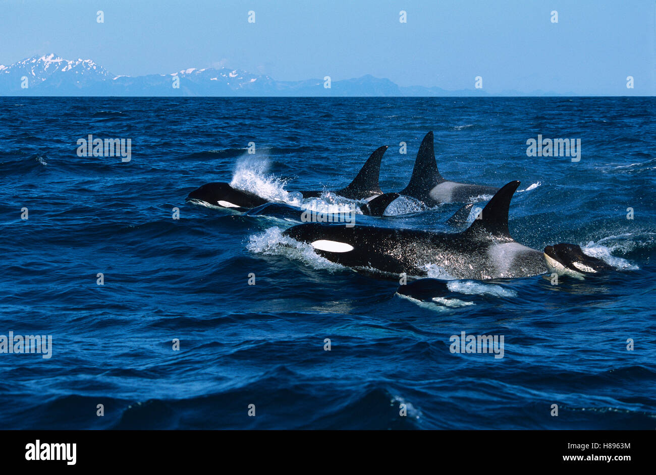 Orca (Orcinus orca) pod surfacing, Kenai Fjords National Park, Alaska ...
