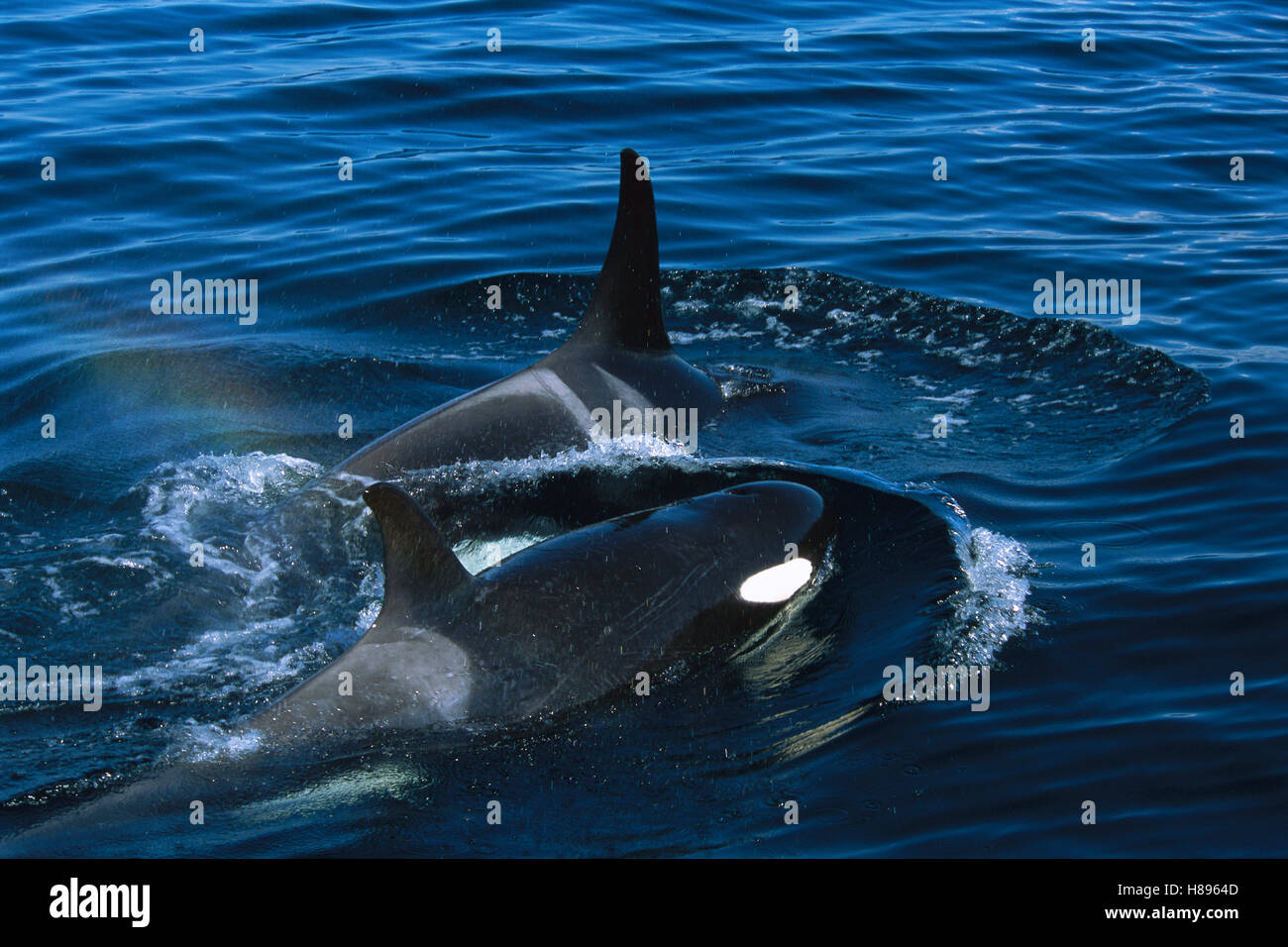 Orca (Orcinus orca) pair surfacing, Prince William Sound, Alaska Stock ...