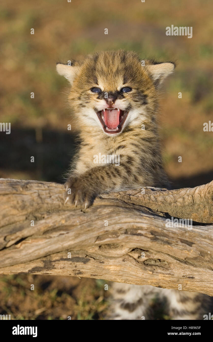 Serval (Leptailurus serval) kitten, two and a half week old, orphan ...