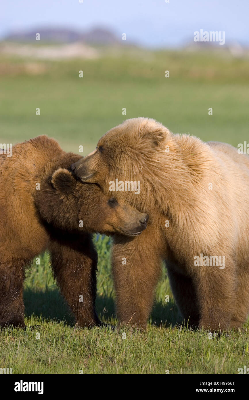 Grizzly Bear (Ursus arctos horribilis) pair courting, Katmai National ...