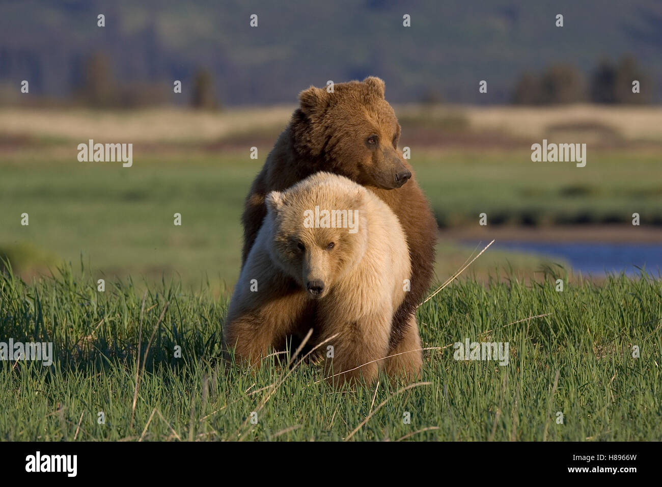 Grizzly Bear (Ursus arctos horribilis) pair mating, Katmai National ...