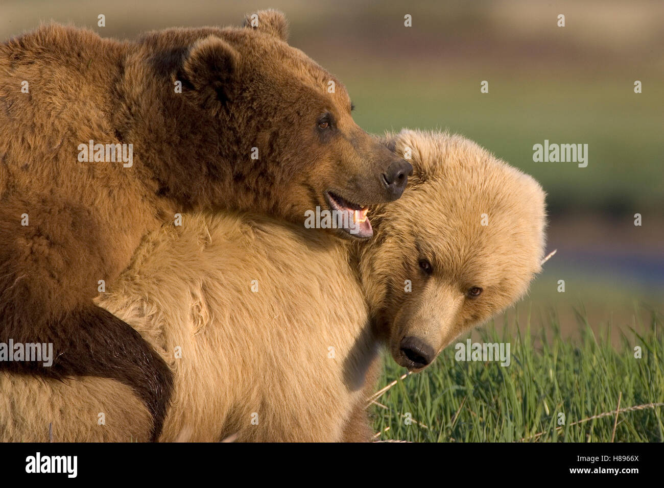 Grizzly Bear (Ursus arctos horribilis) pair mating, Katmai National ...