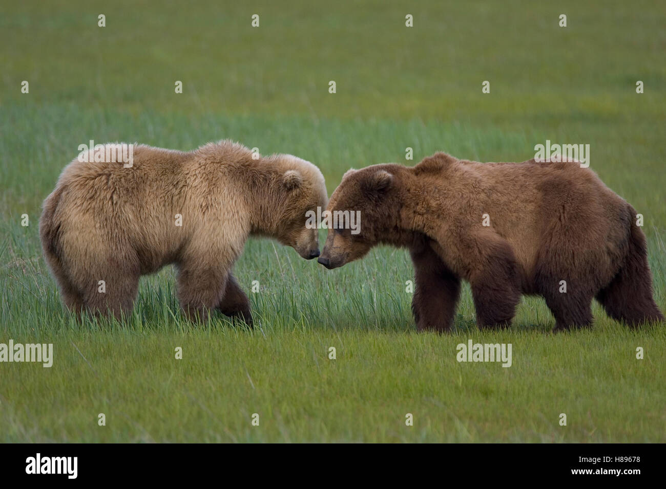 Grizzly Bear (Ursus arctos horribilis) pair courting, Katmai National ...