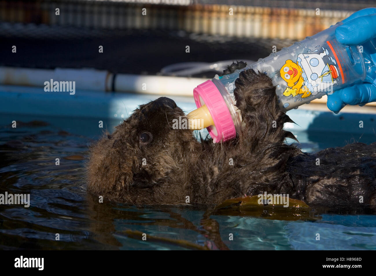 Sea Otter (Enhydra lutris) pup in rehabilitation center drinking milk ...