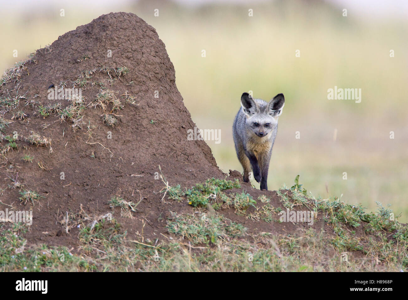 Bat-eared Fox (Otocyon megalotis) beside old termite mound, Masai Mara ...