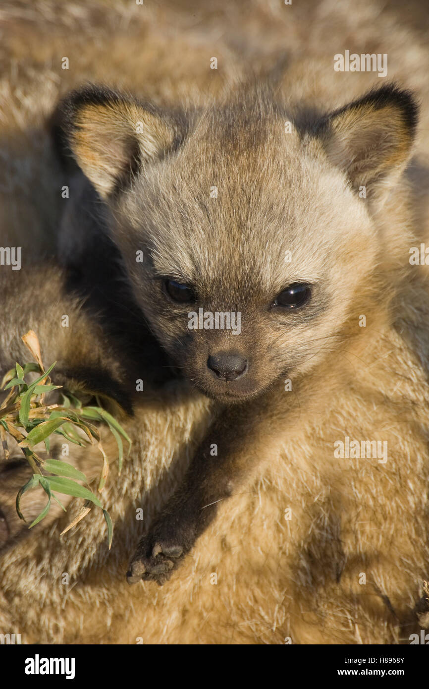 Bat-eared Fox (Otocyon megalotis) four week old pup, Masai Mara ...