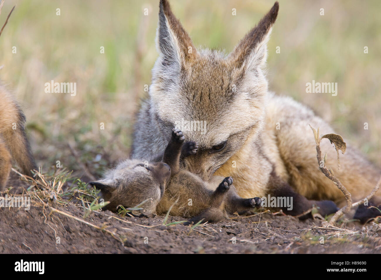Bat-eared Fox (Otocyon megalotis) grooming four week old pup, Masai ...