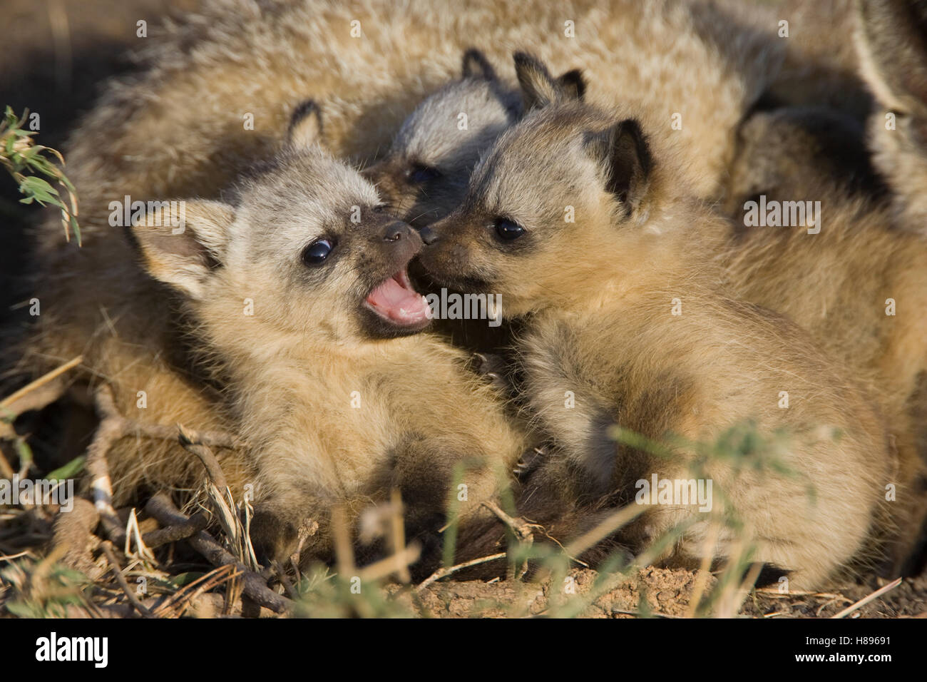 Bat-eared Fox (Otocyon megalotis), playful four week old pups, Masai ...