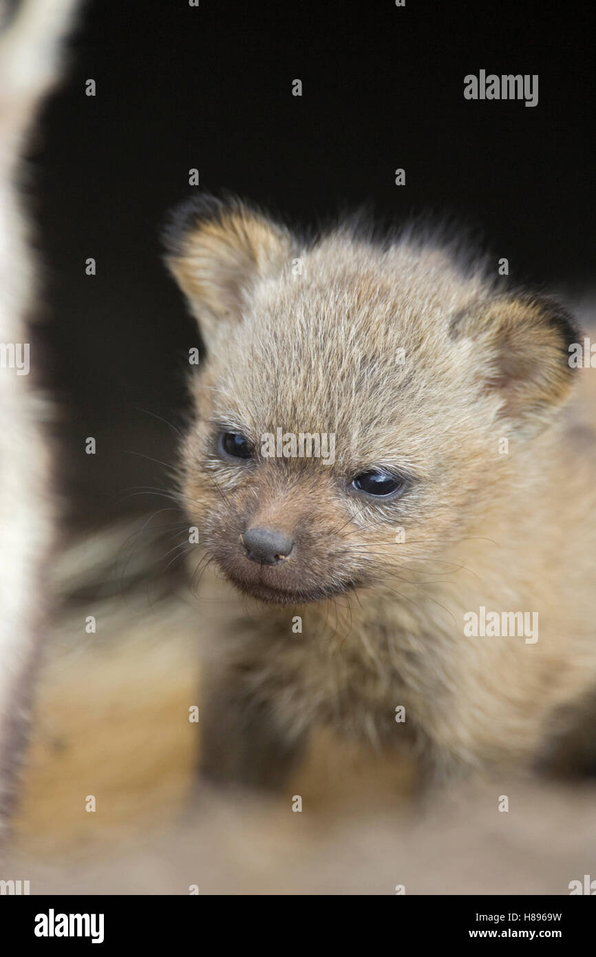 Bat-eared Fox (Otocyon megalotis) fifteen day old pup, Masai Mara ...