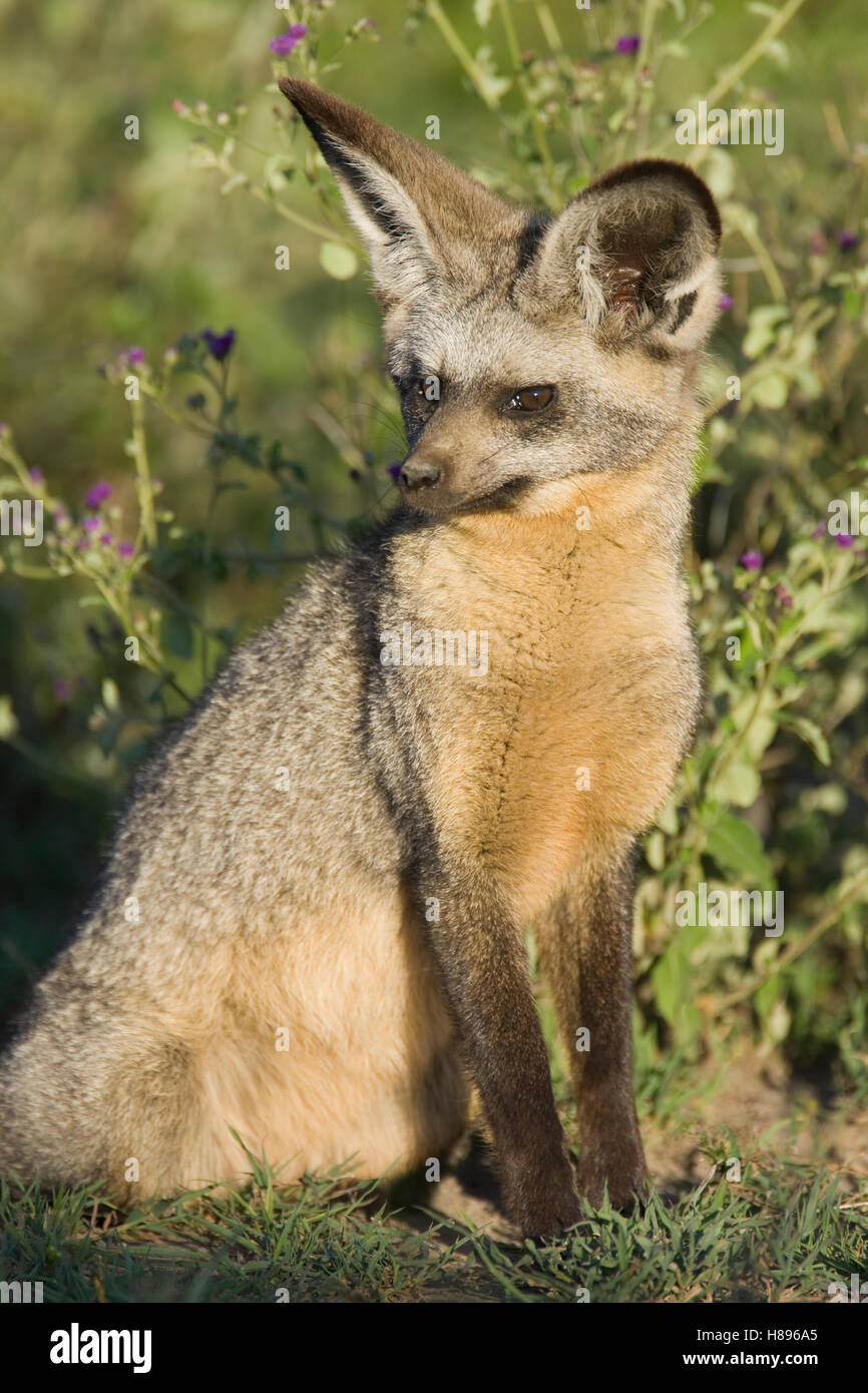 Bat-eared Fox (Otocyon megalotis) swiveling ears to detect insect prey ...
