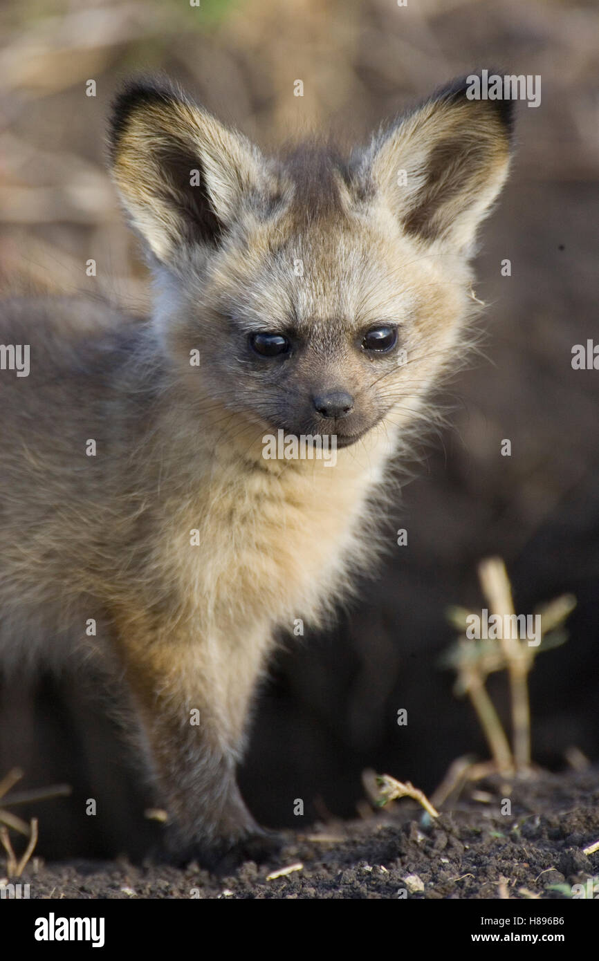 Bat-eared Fox (Otocyon megalotis) pup, Masai Mara, Kenya Stock Photo ...
