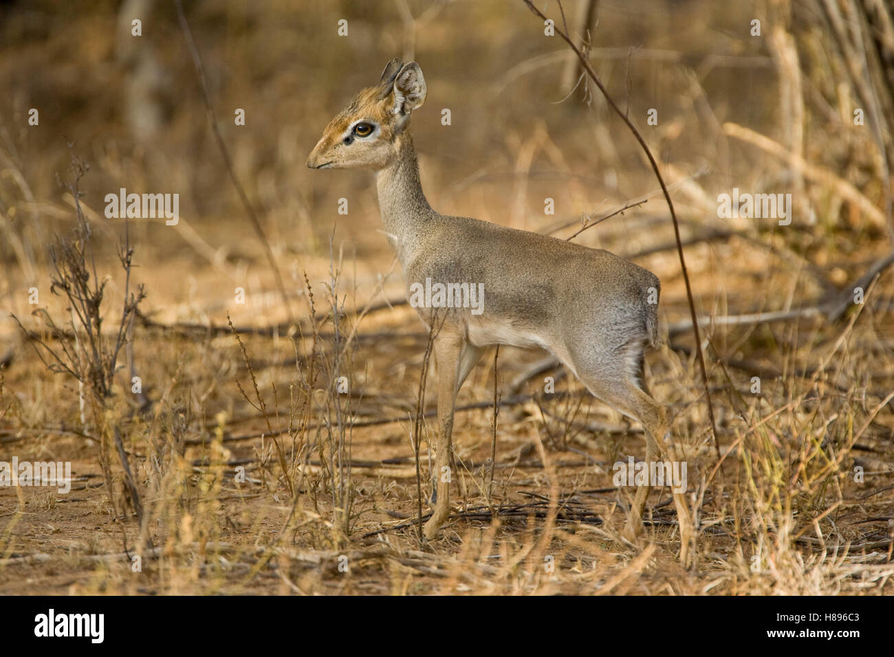 Kirk's Dik-dik (Madoqua kirkii), Sarara Camp, Namunyak Wildlife ...
