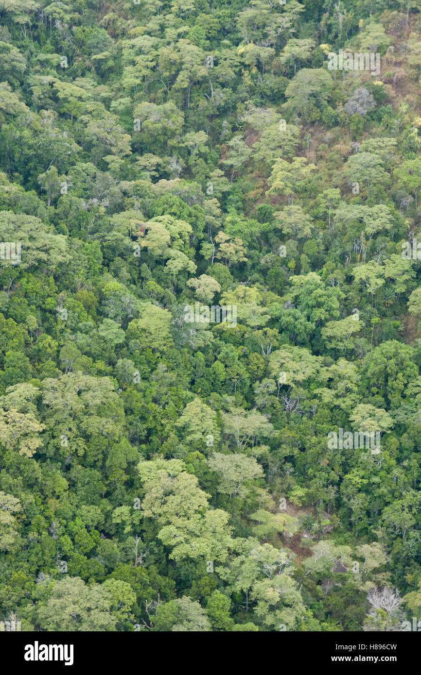 Juniper (Juniperus sp) forest, Matthews Range, Namunyak Wildlife ...