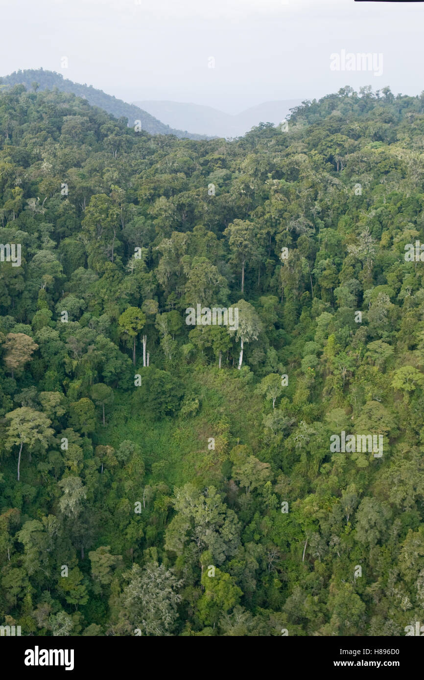 Juniper (Juniperus sp) forest, Matthews Range, Namunyak Wildlife ...