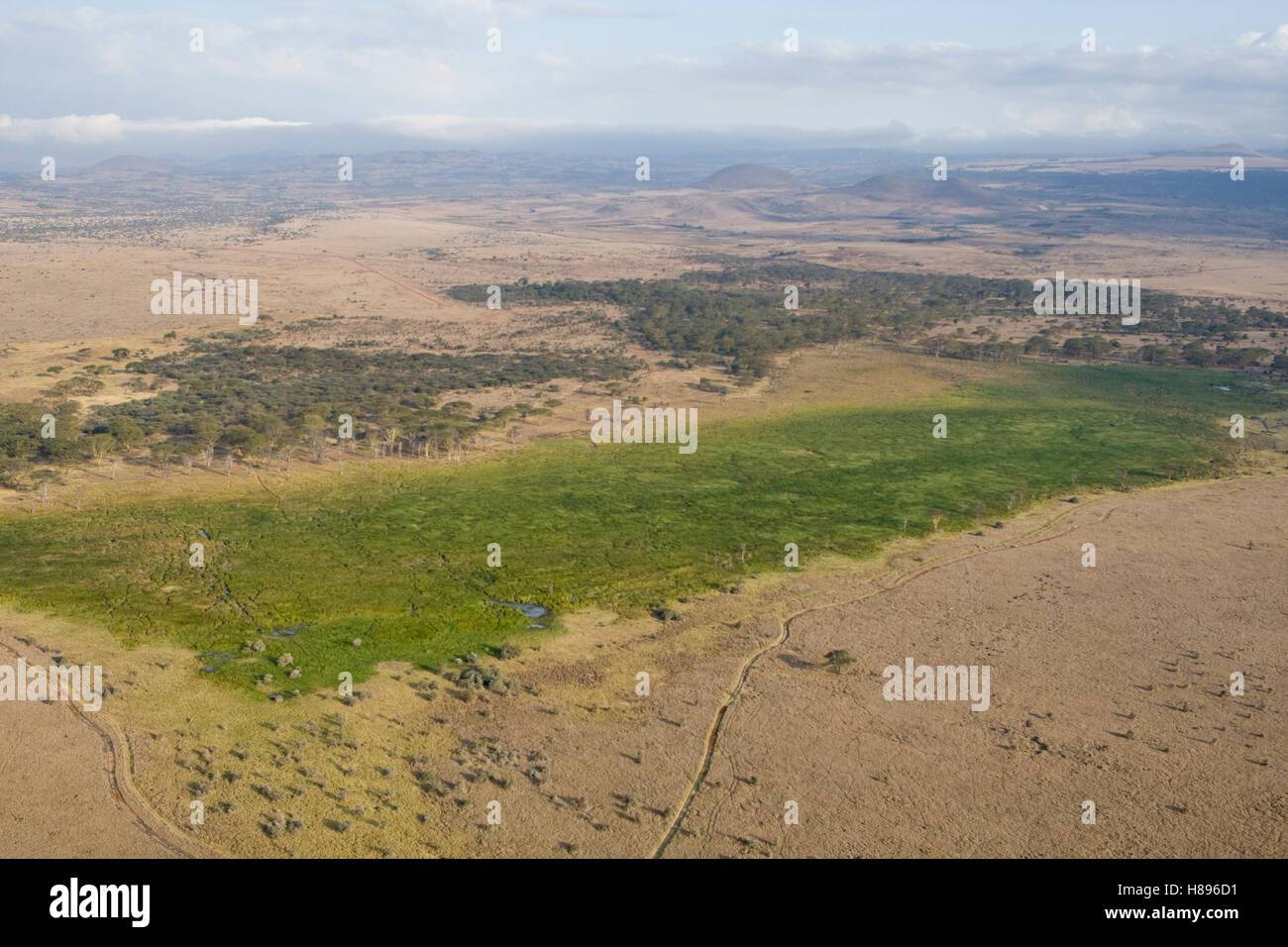 Lewa Swamp amid dry landscape, Lewa Wildlife Conservancy, Kenya Stock ...