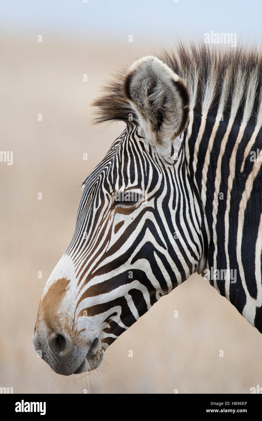 Grevy's Zebra (Equus grevyi) stallion, Lewa Wildlife Conservancy, Kenya ...
