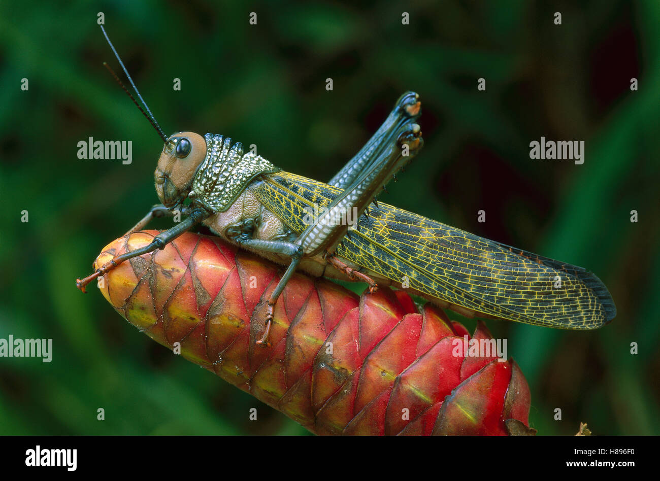 Lubber Grasshopper (Tropidacris sp) on cone, Tambopata-Candamo Nature ...