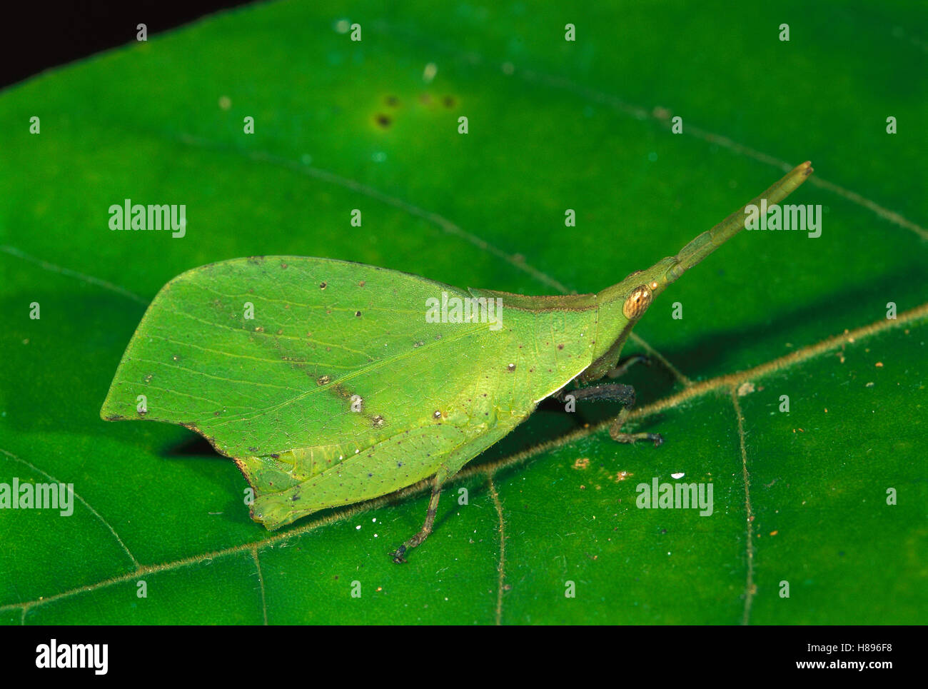 Grasshopper (Systella dusmeti) camouflaged as leaf, Kinabalu National ...