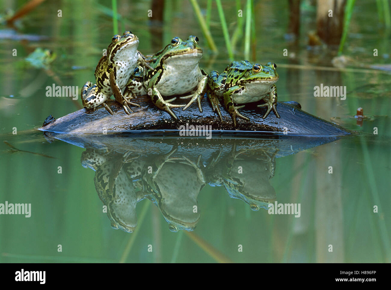 Edible Frog (Rana esculenta) trio on log in pond, Switzerland Stock ...