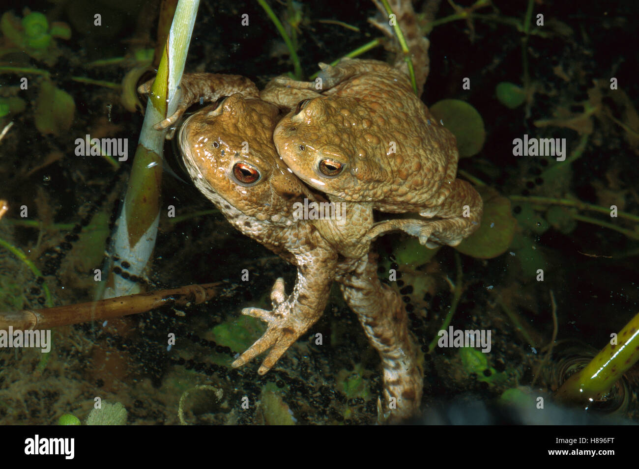 European Toad (Bufo bufo) pair mating, Switzerland Stock Photo - Alamy