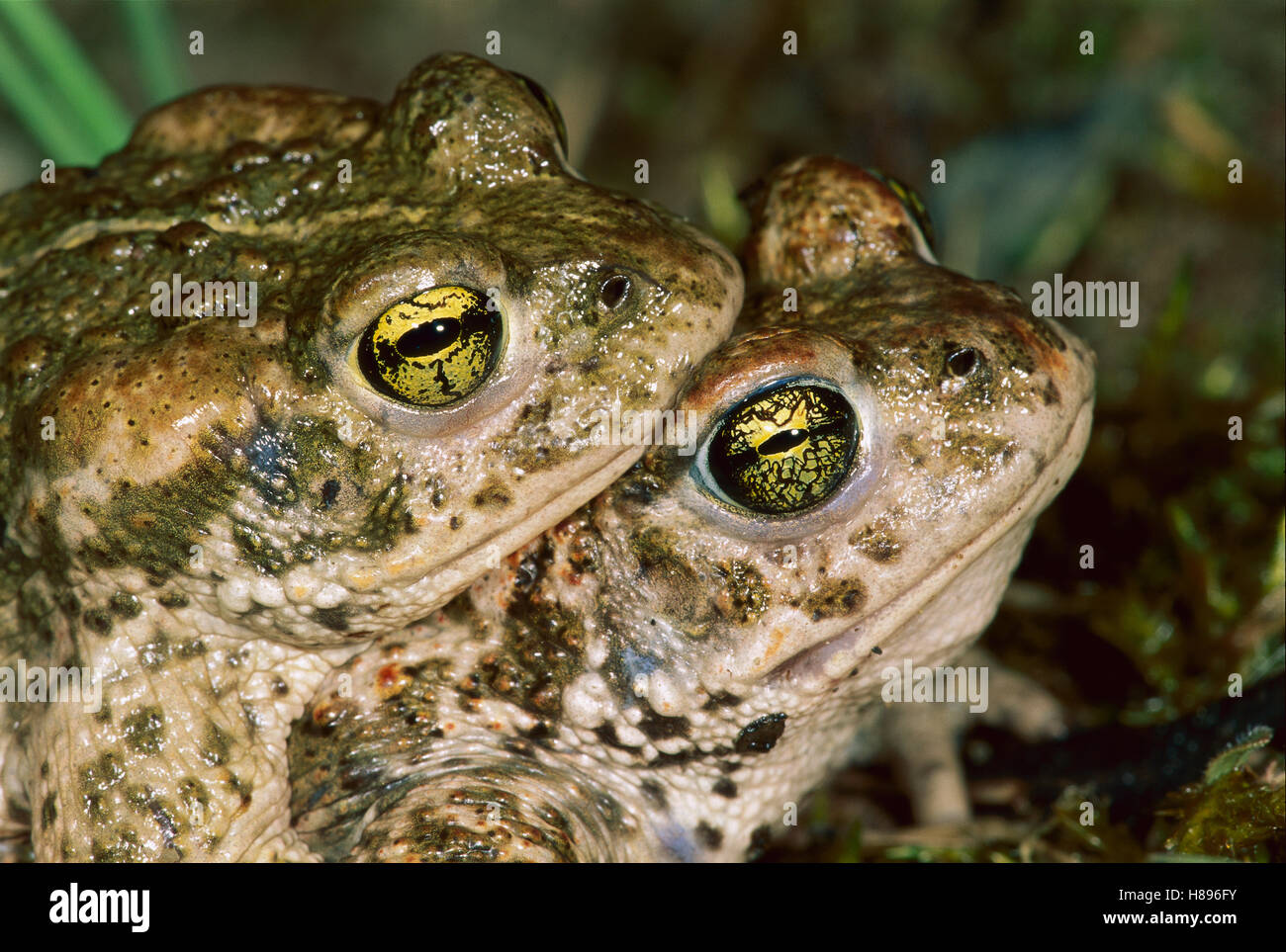 Natterjack Toad (Epidalea calamita) pair mating, Switzerland Stock Photo - Alamy