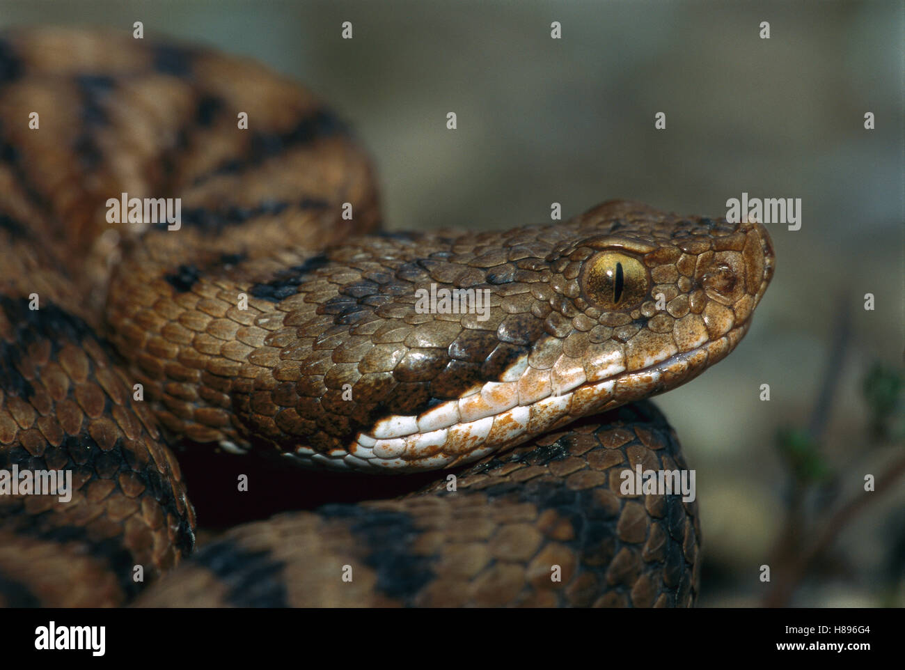 European Asp (Vipera aspis) head, Switzerland Stock Photo - Alamy