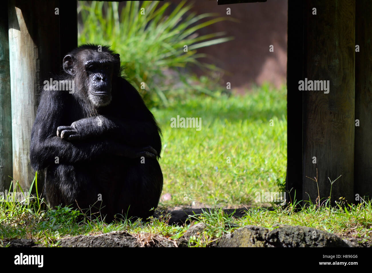 A Chimpanzee sitting with arms folded Stock Photo - Alamy