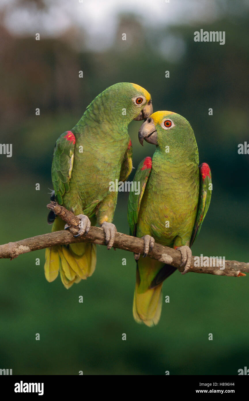 Yellow-crowned Parrot (Amazona ochrocephala) pair, Venezuela Stock ...