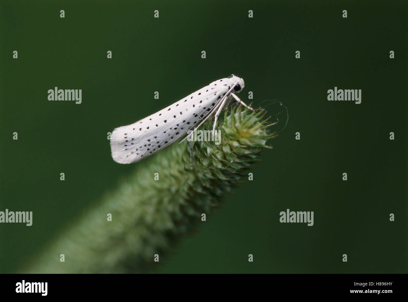 Spindle Ermine (Yponomeuta cagnagella) moth, Switzerland Stock Photo ...