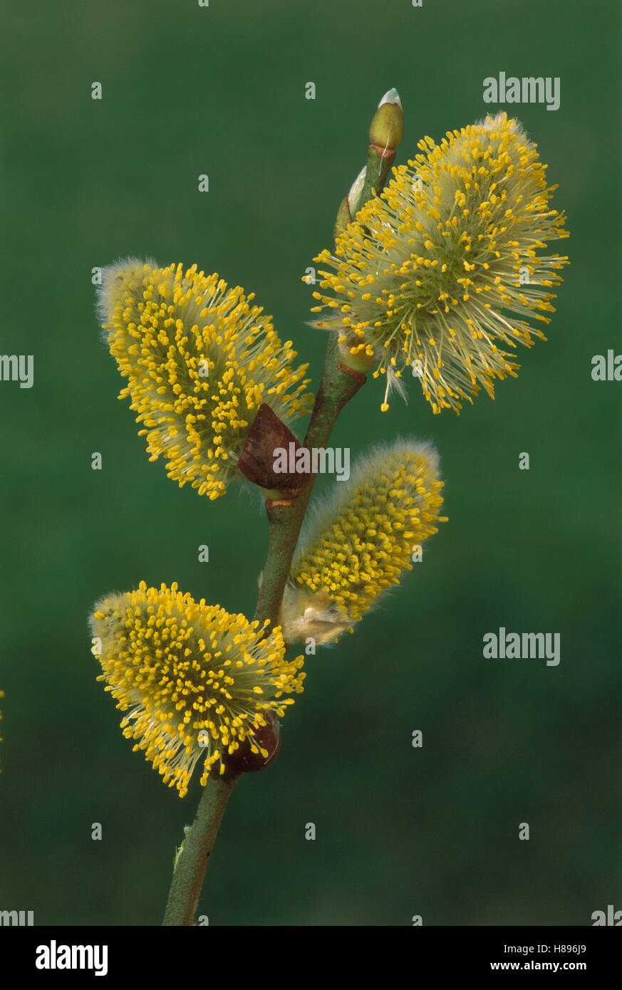 Goat Willow (Salix caprea) male flowers, Switzerland Stock Photo - Alamy
