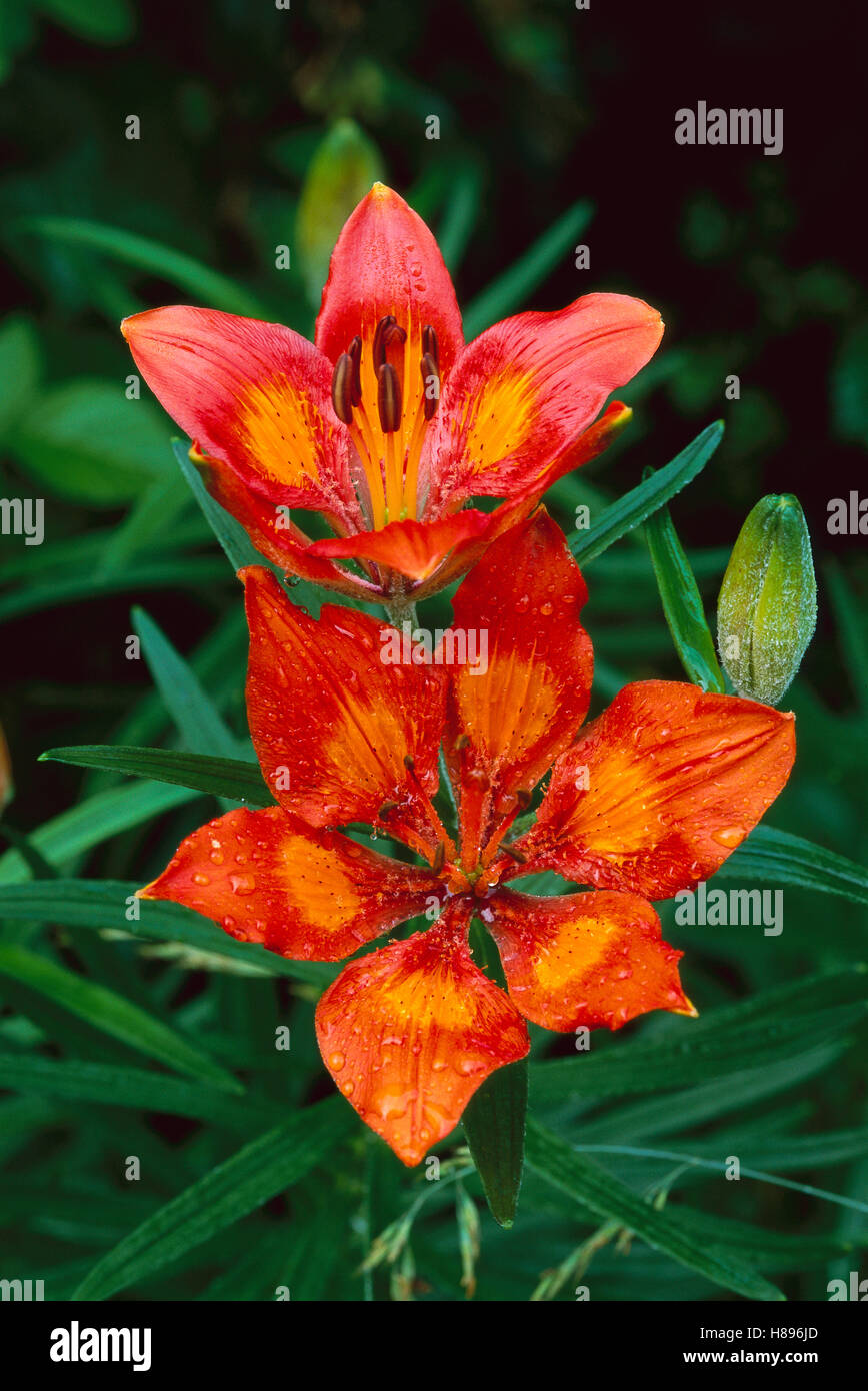 Fire Lily (Lilium bulbiferum) flowers, Switzerland Stock Photo - Alamy