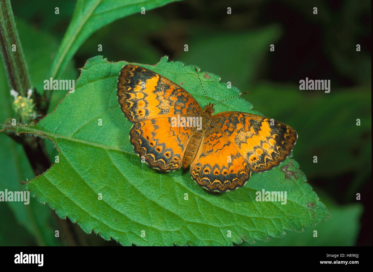 Nymphalid Butterfly (Phyciodes liriope) female, Archidona, Ecuador ...